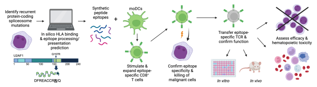 From predicted neoantigen to T cell therapy for acute myeloid leukemia ...
