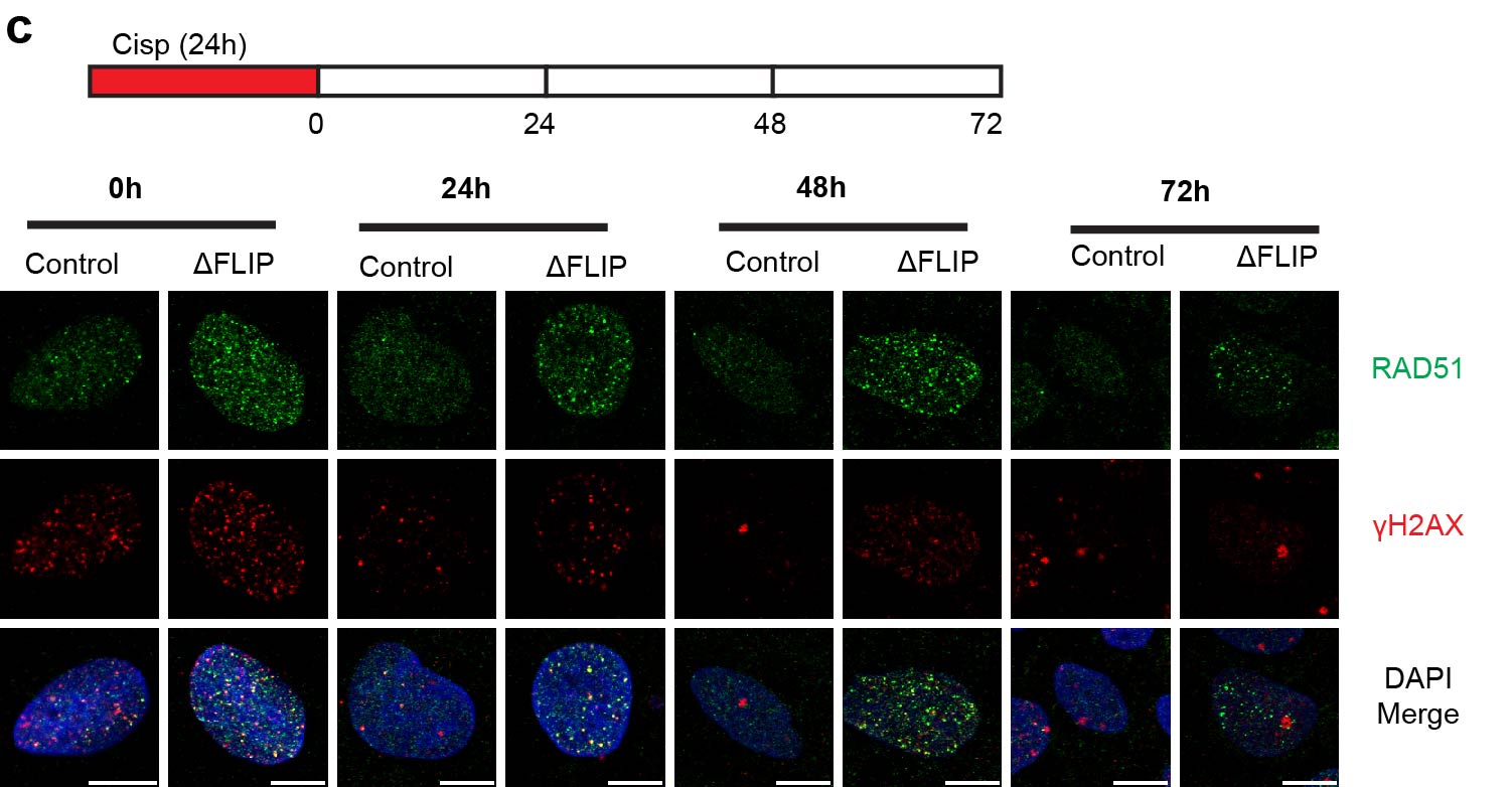 Novel protein FLIP protects cells against DNA damage and ensures cell ...