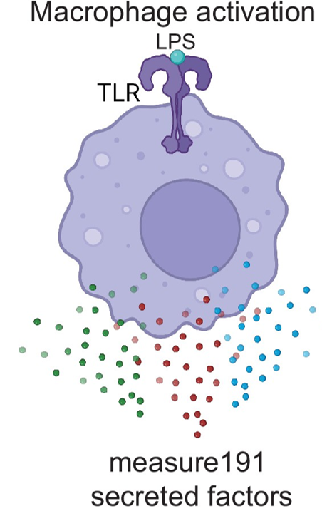 Charting new territory in detangling cytokine secretion mechanisms | Fred Hutchinson Cancer Center