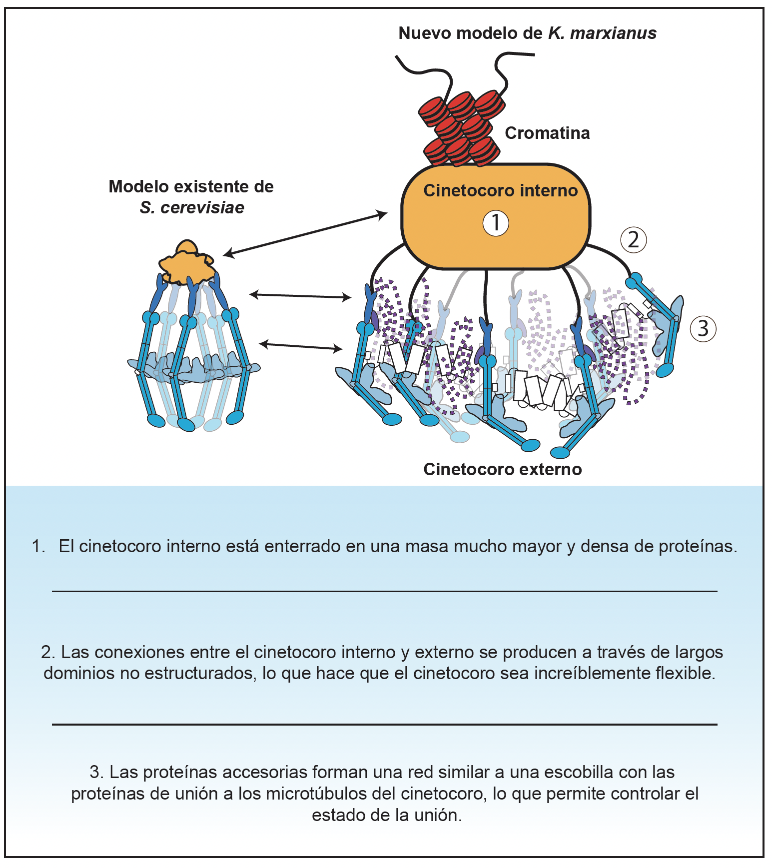 La estructura del cinetocoro de una levadura termófila, ¡por primera ...