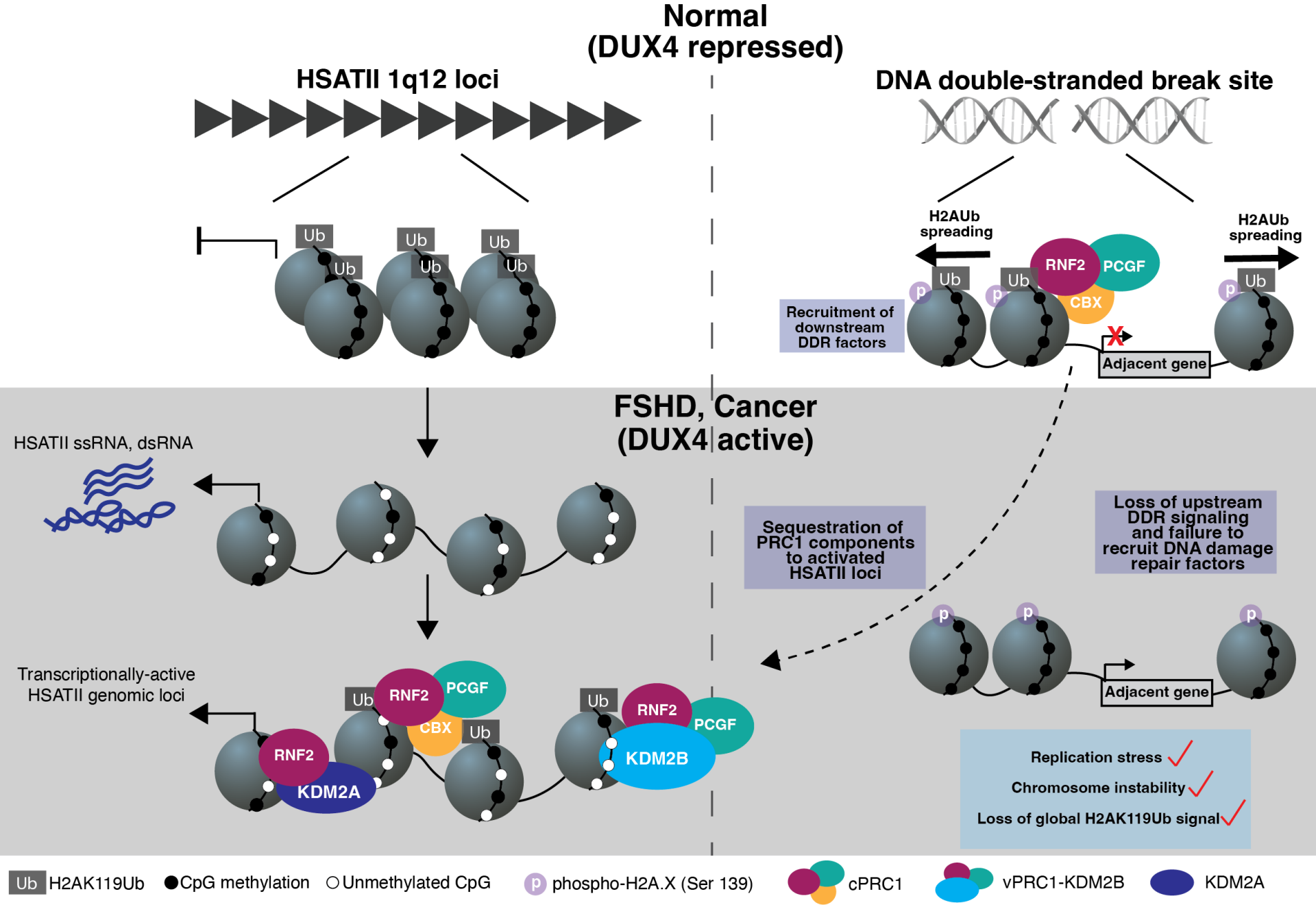 Polycomb repressor proteins get trapped in a web of HSATII DNA upon ...