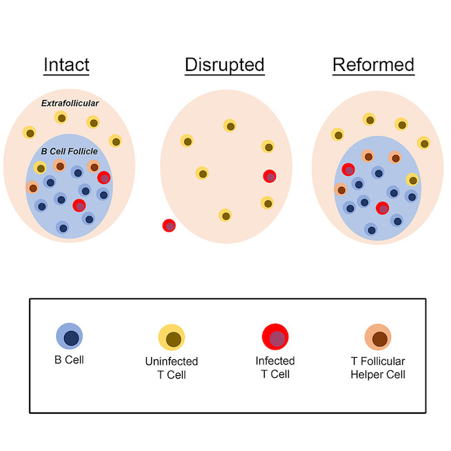 Targeting B cells – a new approach to HIV treatment? - Fred Hutch