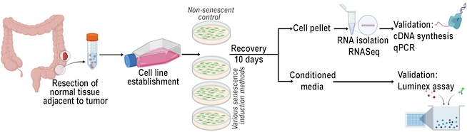 Mapping the secretory phenotype of senescent colon fibroblasts | Fred ...