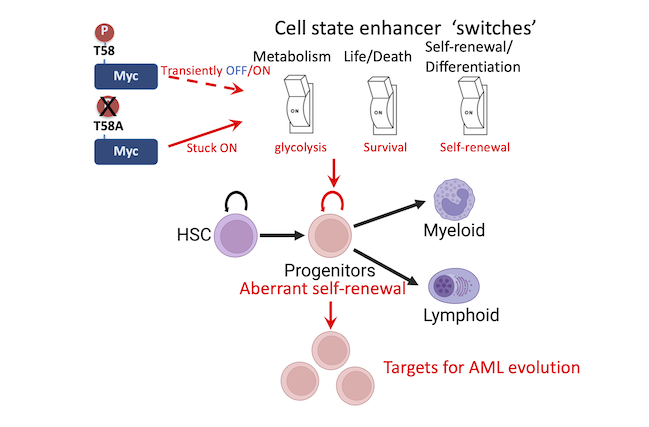 When it comes to MYC, it doesn’t take much | Fred Hutchinson Cancer Center