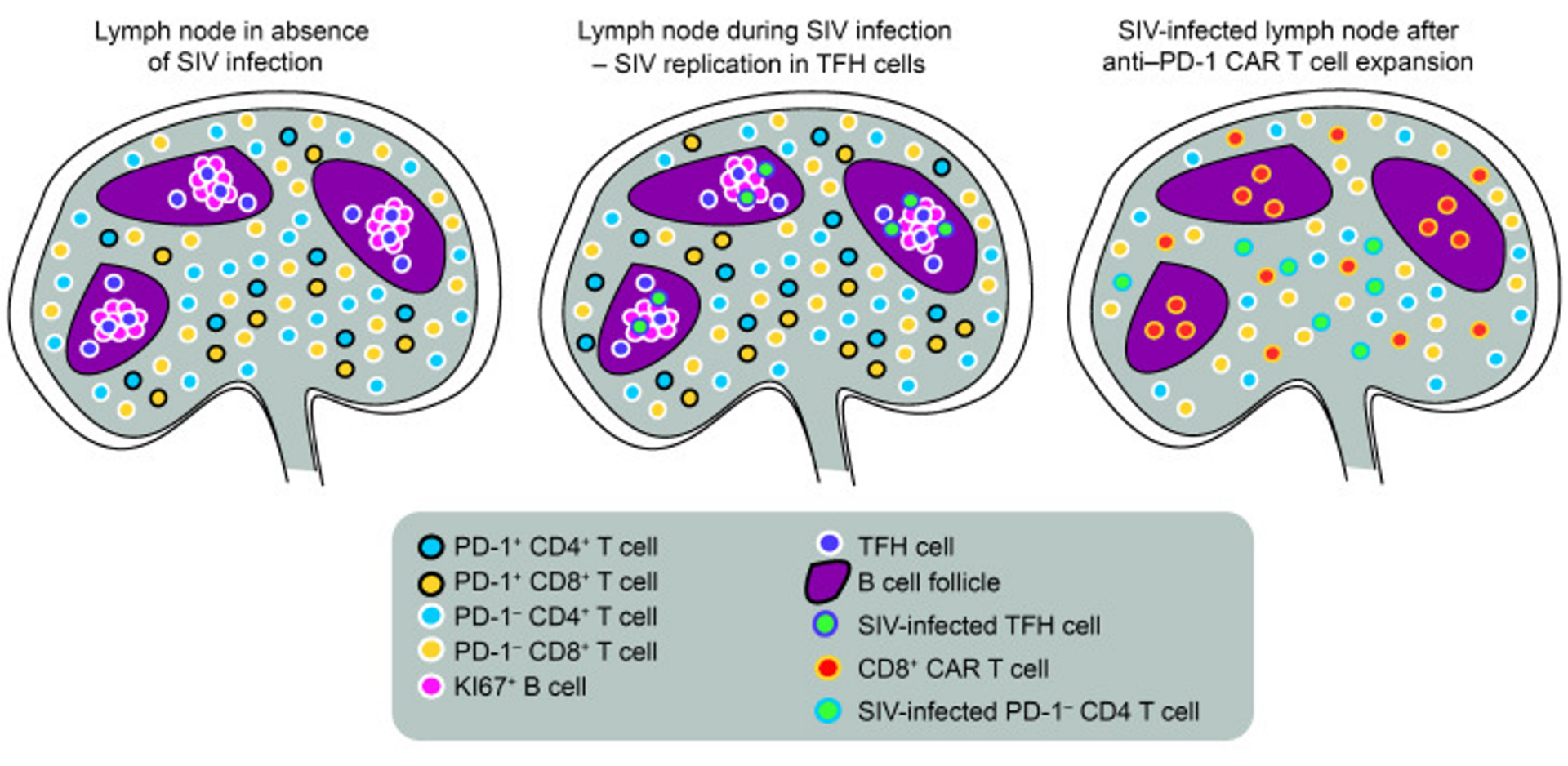 CAR T cell therapy targets HIV reservoirs to mitigate persistent HIV infection | Fred Hutchinson ...