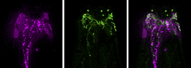 Epithelial cells prevent neurons from “meandering” | Fred Hutchinson ...