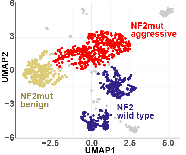 Benign meningiomas can’t stop YAP-ing, but aggressive subtypes are more ...