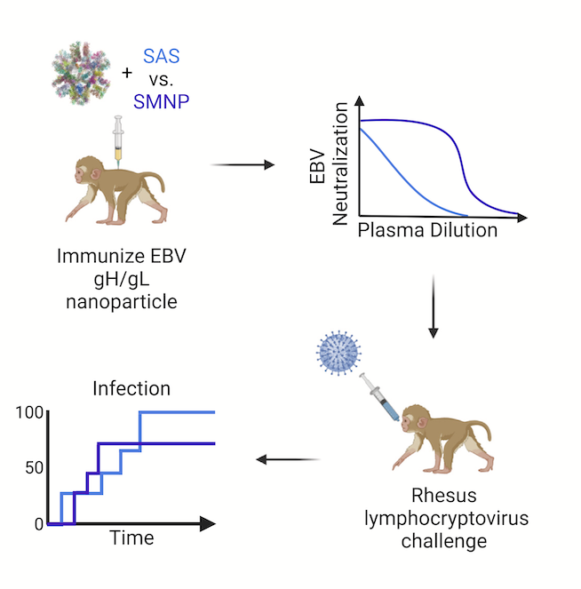 Inching closer to an EBV vaccine? | Fred Hutchinson Cancer Center