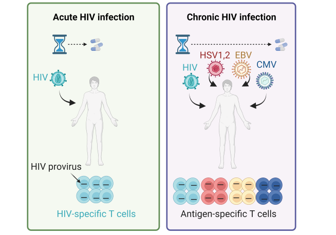 Timing of ART administration for HIV is more important than we thought ...
