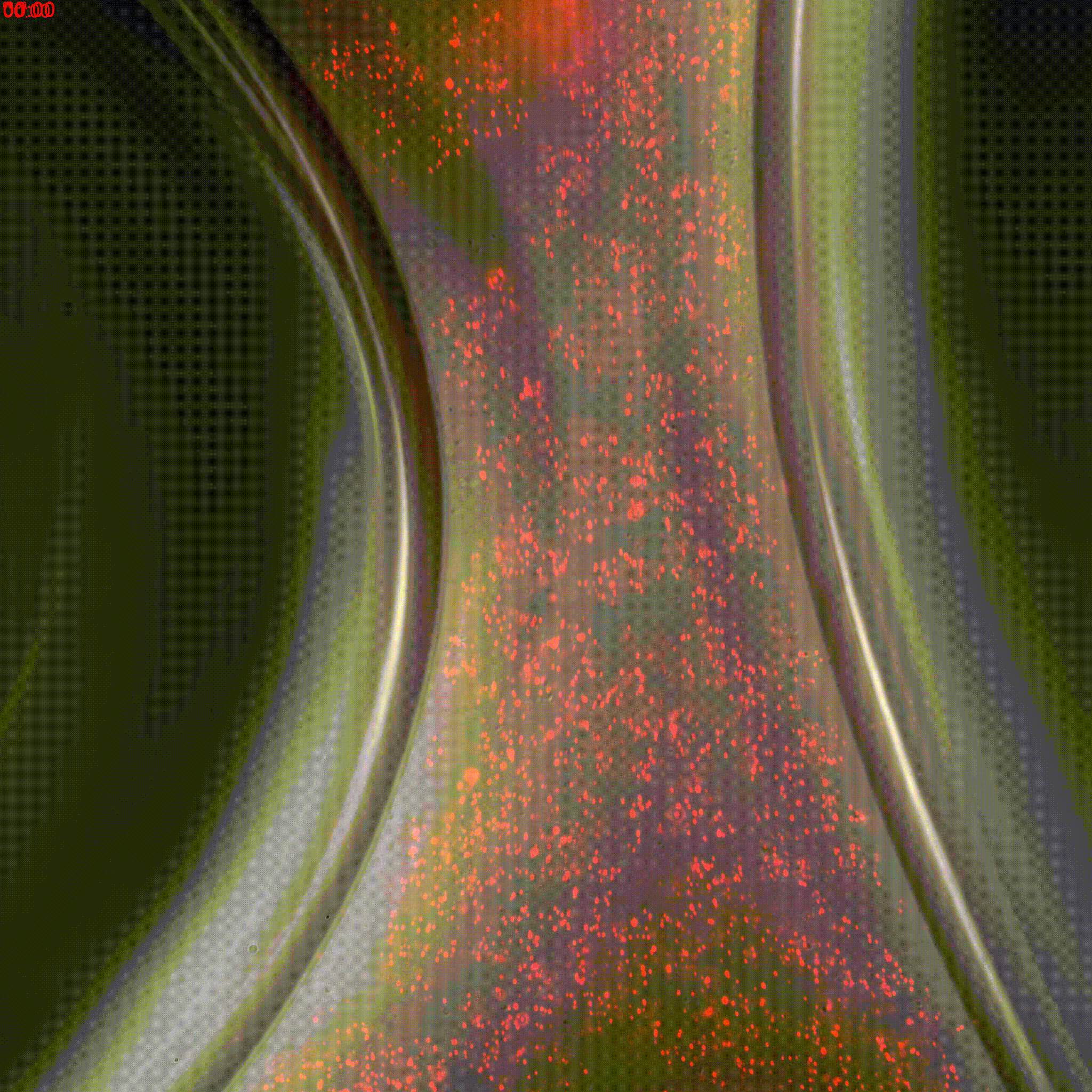 A foamy way to improve cost, efficiency and safety of gene therapy ...
