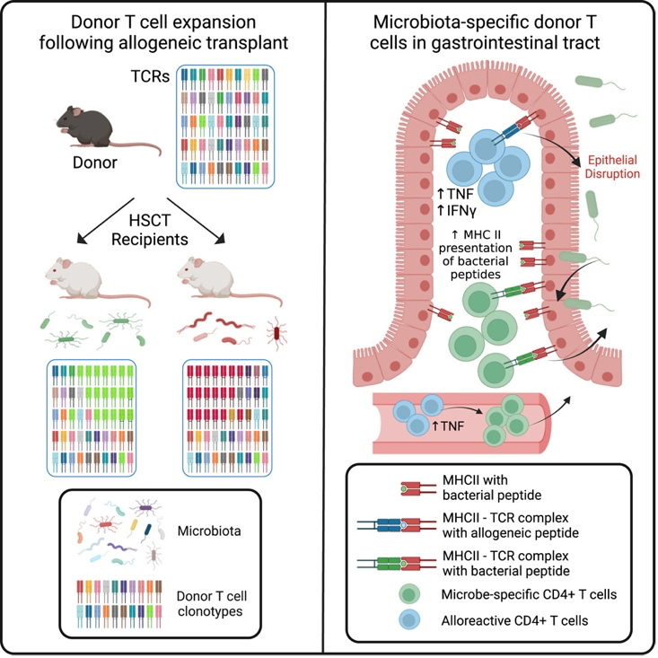 Gut microbes dictate donor T cell expansion and graft-versus-host ...