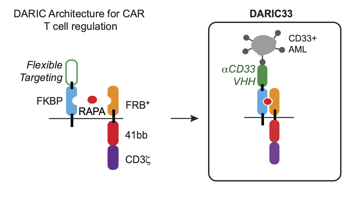 Let’s give these CAR(T cell)s some pedals! | Fred Hutchinson Cancer Center