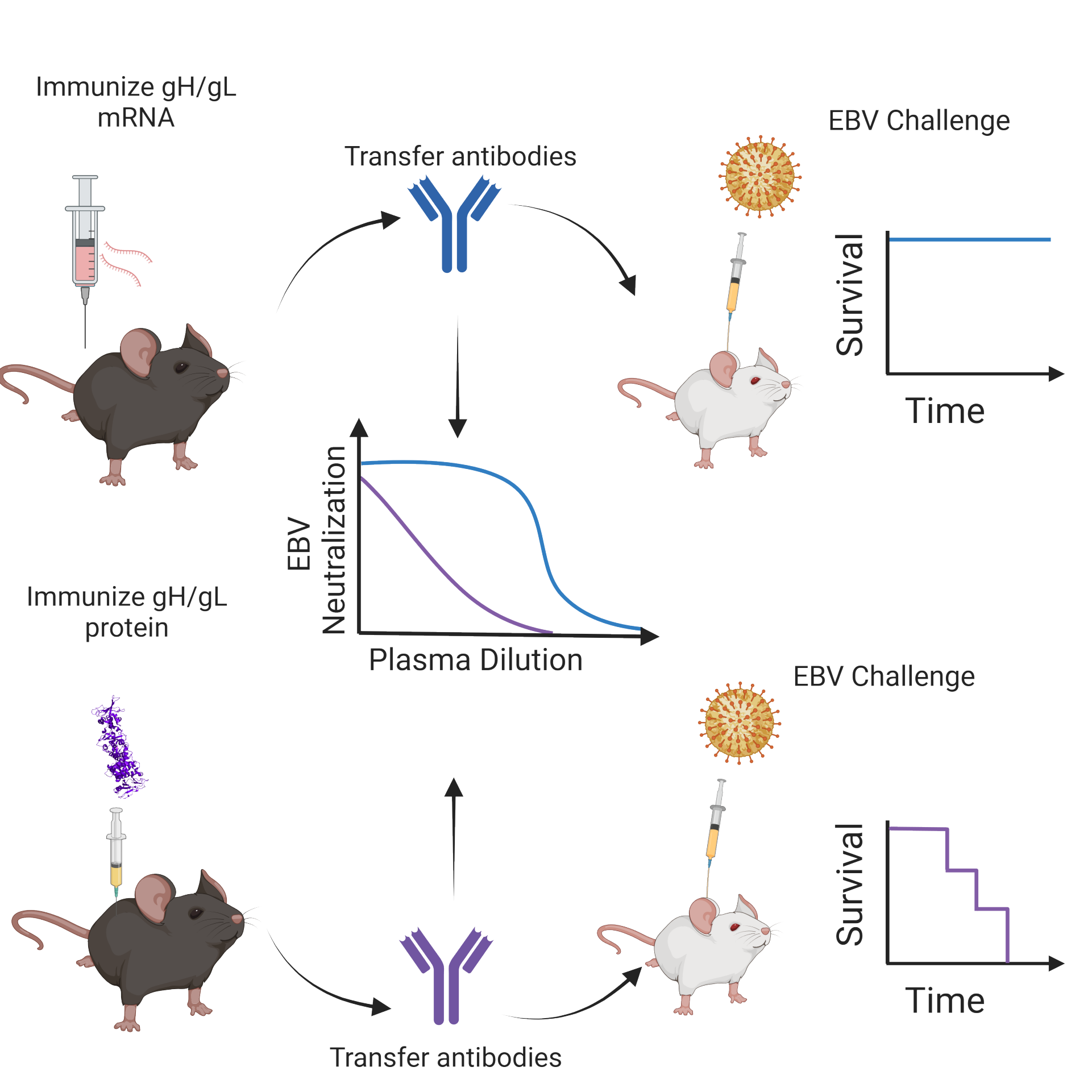 Repping Epstein-Barr virus: RNA vaccine protects against cancer in mice ...