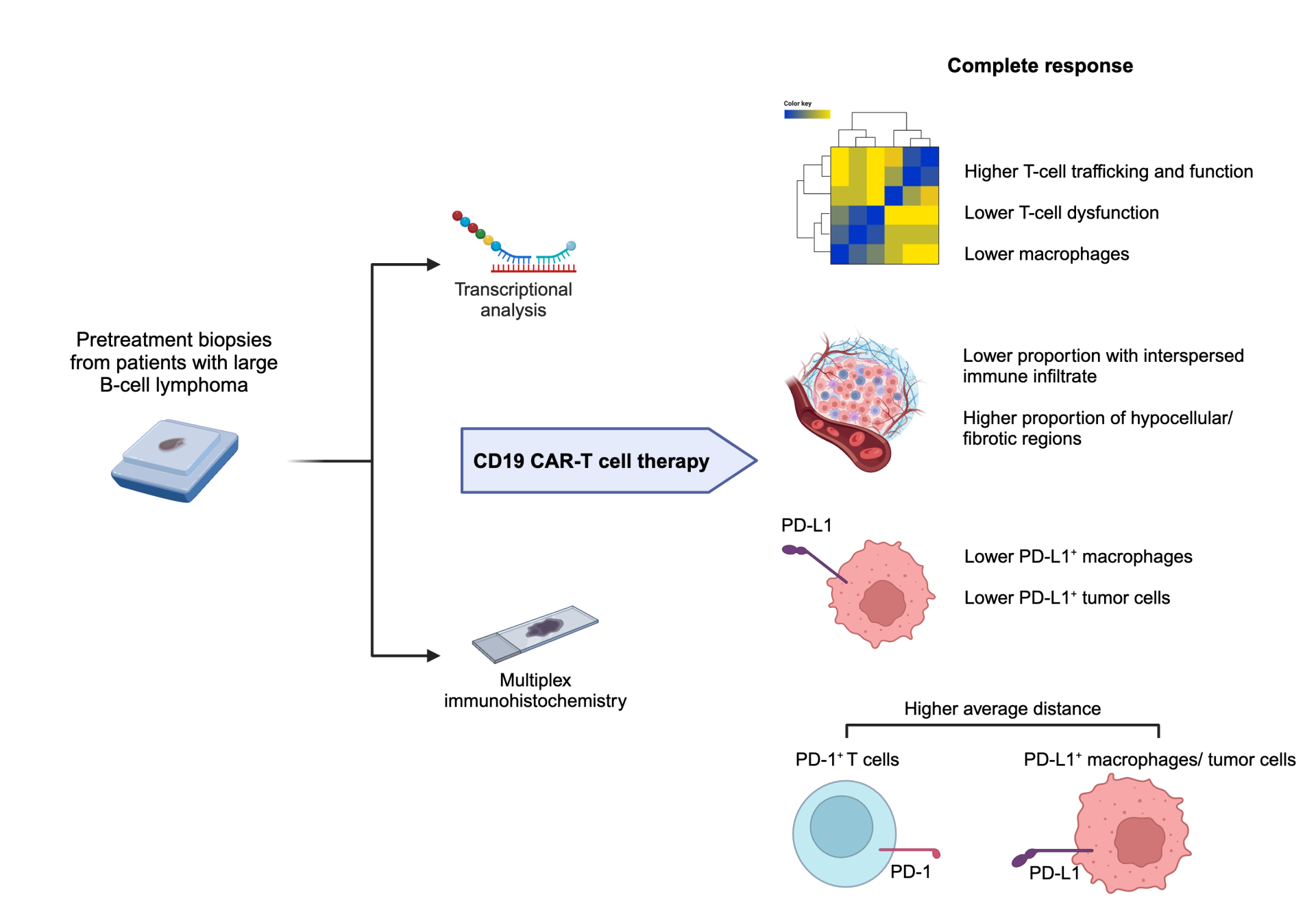 TIME and space predict response to CAR T-cell therapy in lymphoma ...