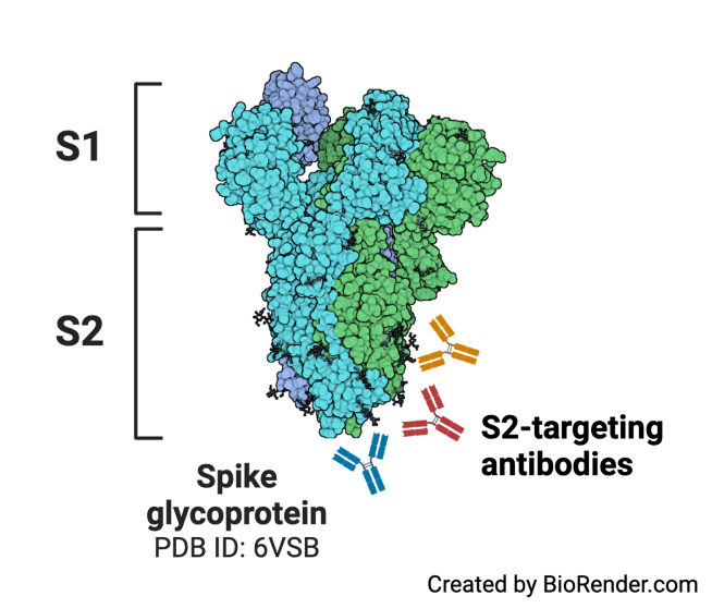 Vaccine targets that accommodate evolving SARS-CoV-2 variants | Fred Hutchinson Cancer Center