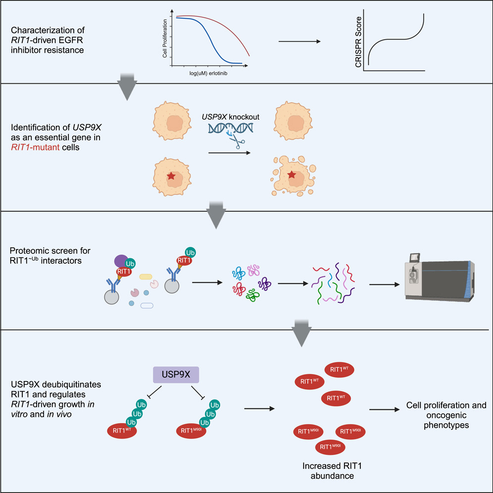 Uncovering a player responsible for boosting RIT1 protein abundance and ...