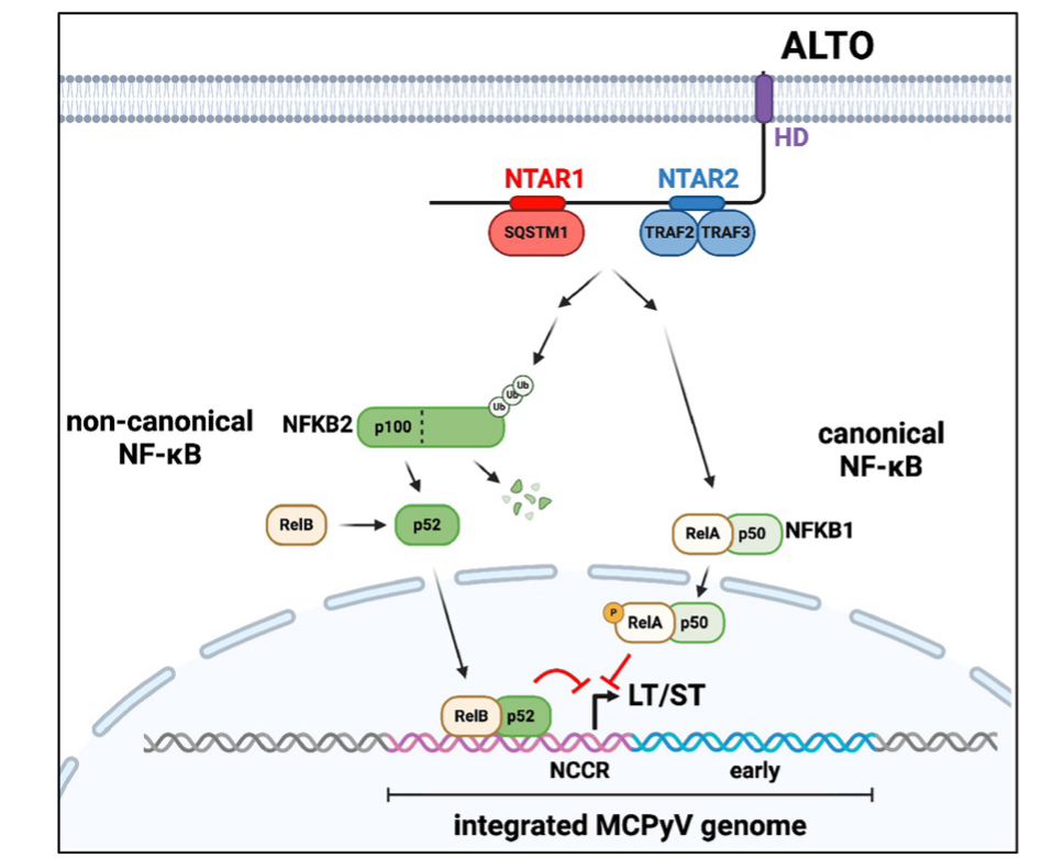Discovery of a hidden tumor suppressor in the genome of the virus that ...
