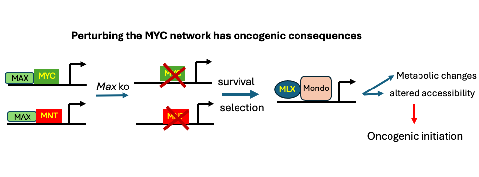 Family support networks are important for cancer cells, too | Fred ...