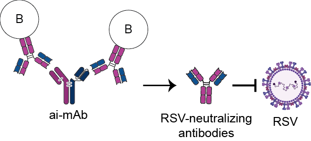 Anti-(idio)typical: a new immunogen to vaccinate against RSV | Fred ...
