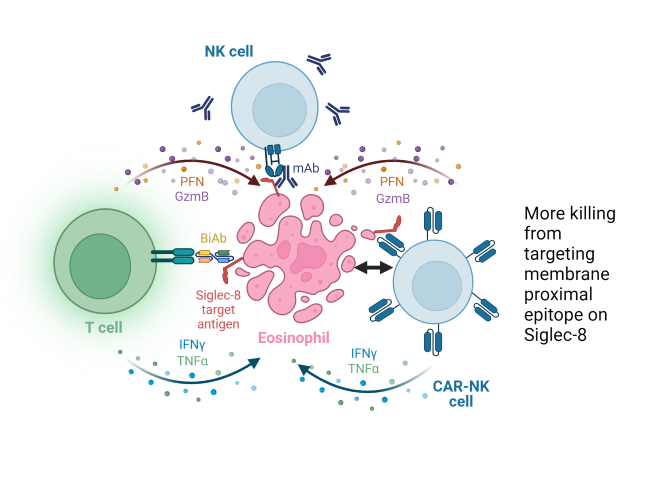 New tools in the pipeline for treating immune cell disorders - Fred Hutch