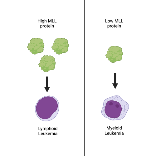 Switching sides: How MLL-rearranged leukemias leverage oncoproteins to ...