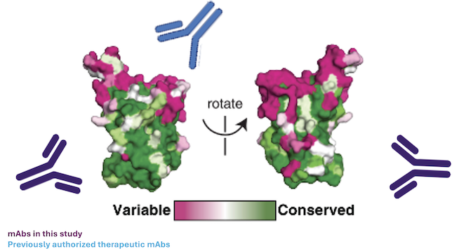 Identification of potent and broadly-neutralizing antibodies against ...