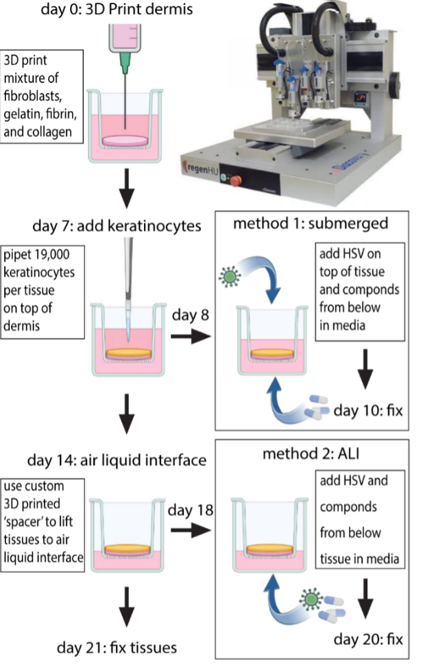 Turns out, HSV antivirals are (and aren’t) skin-deep | Fred Hutchinson ...