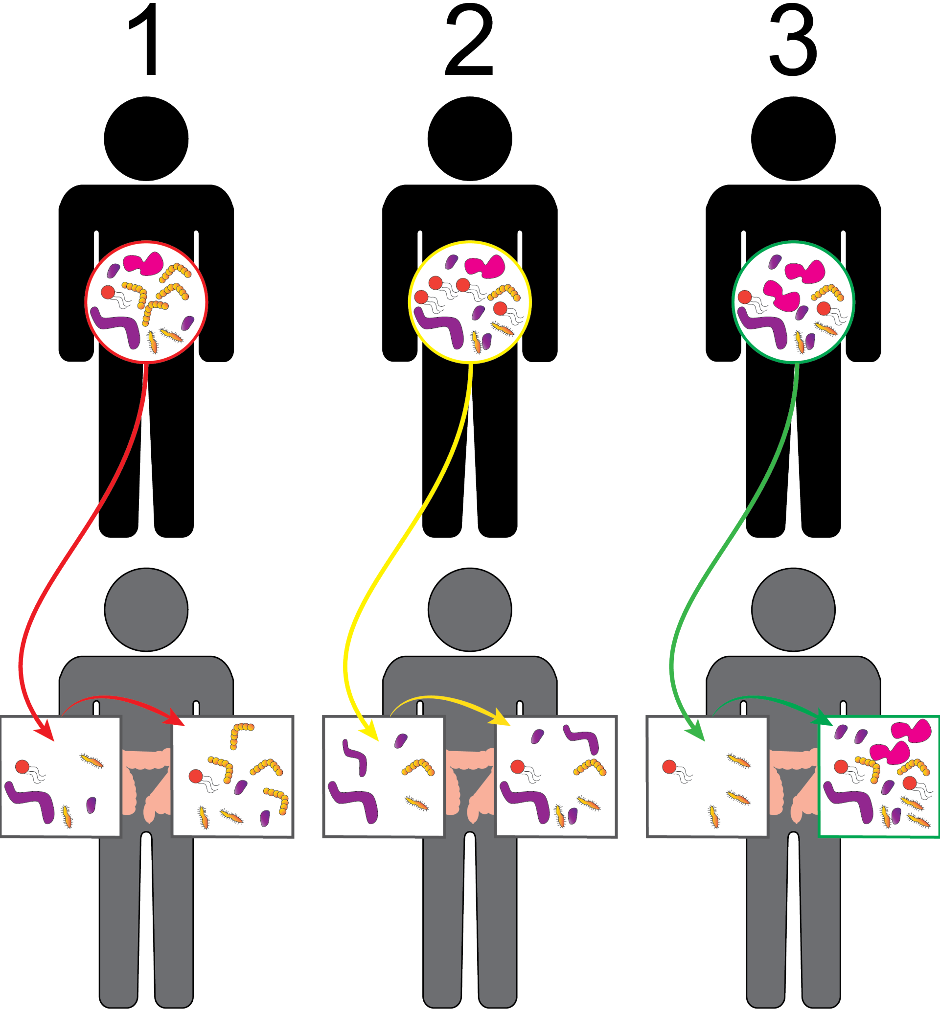 Donor factors influence success of fecal microbiota transplant | Fred ...