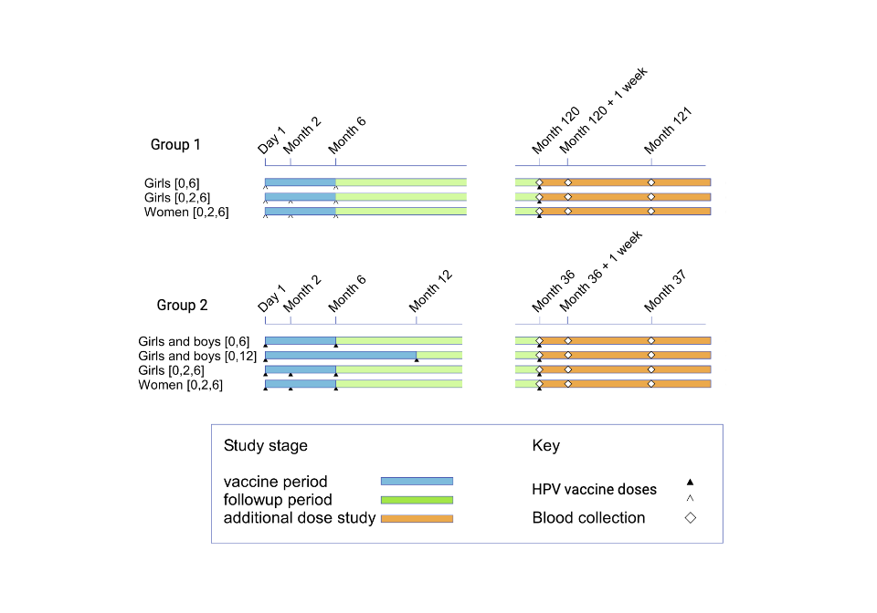 Fewer HPV vaccine doses provide long-term, protective immune memory | Fred Hutchinson Cancer Center