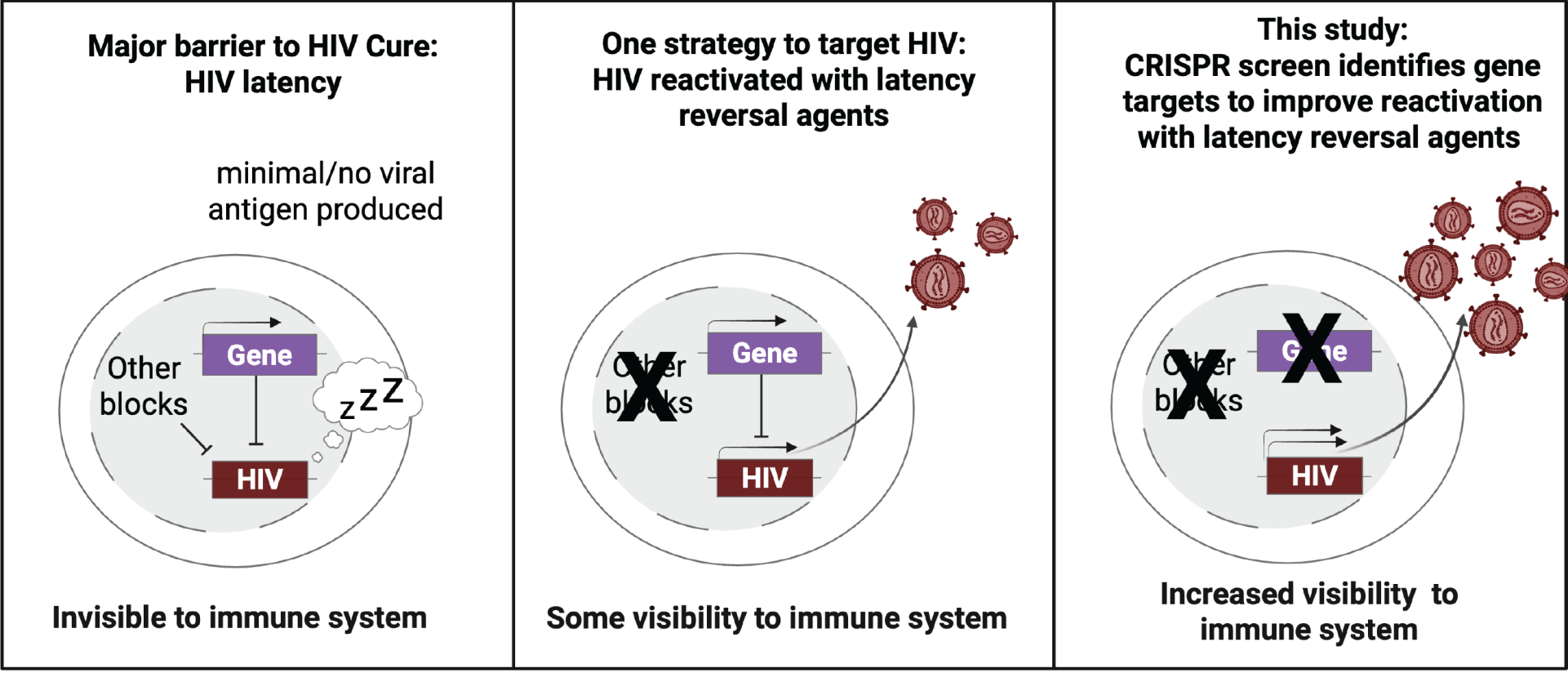 Targeting the Integrator complex improves reactivation of HIV | Fred ...