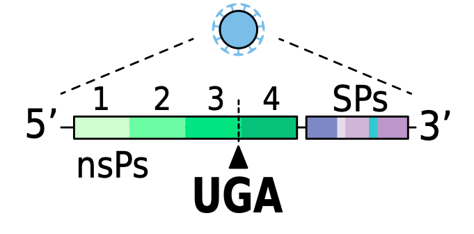 For dual-host alphaviruses, it’s a balancing act - Fred Hutch