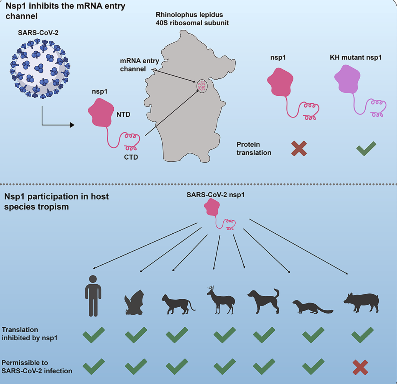 SARS-CoV-2 nsp1 puts translation on mute across mammalian species ...