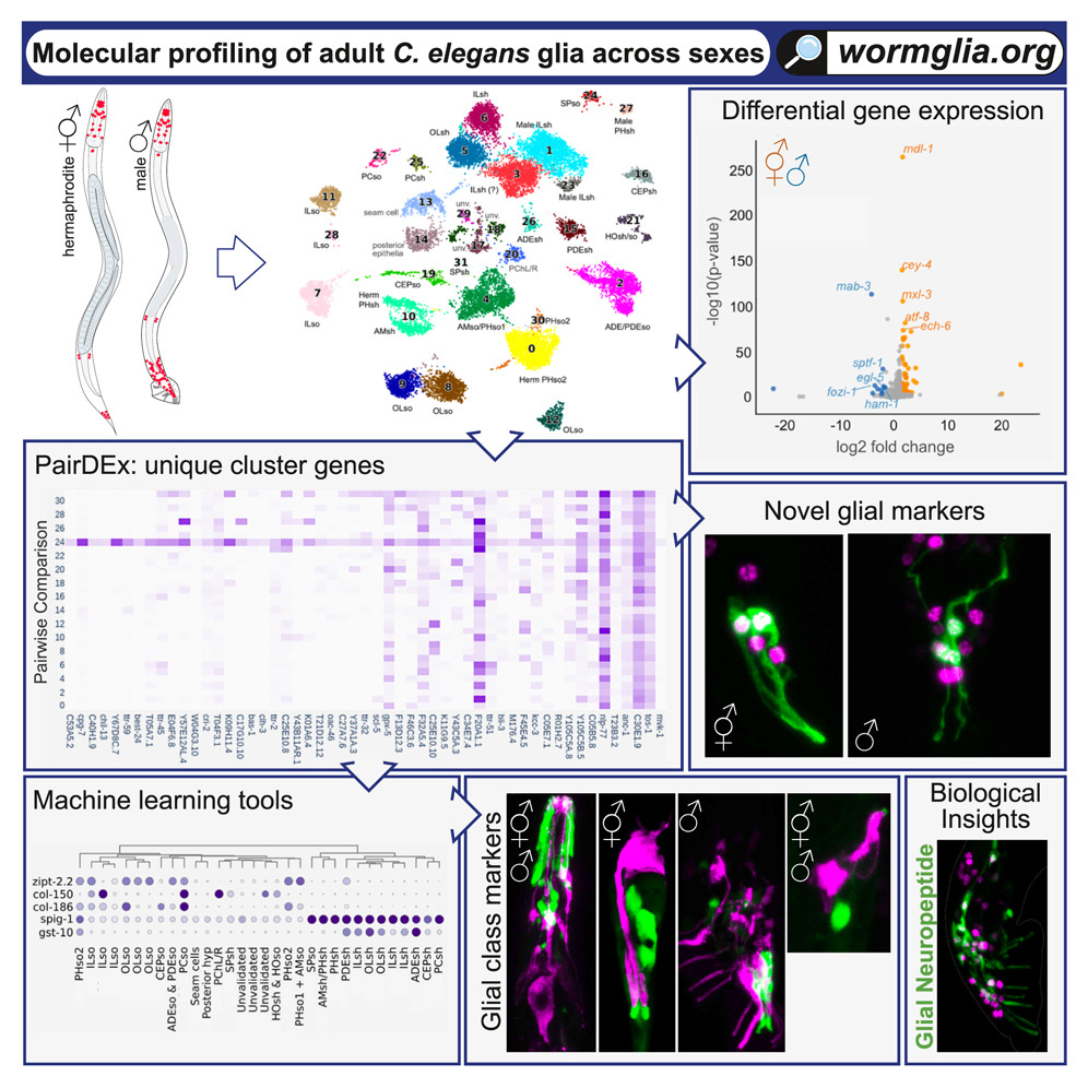 Picking brains with new single-cell techniques | RNA-Seq Blog