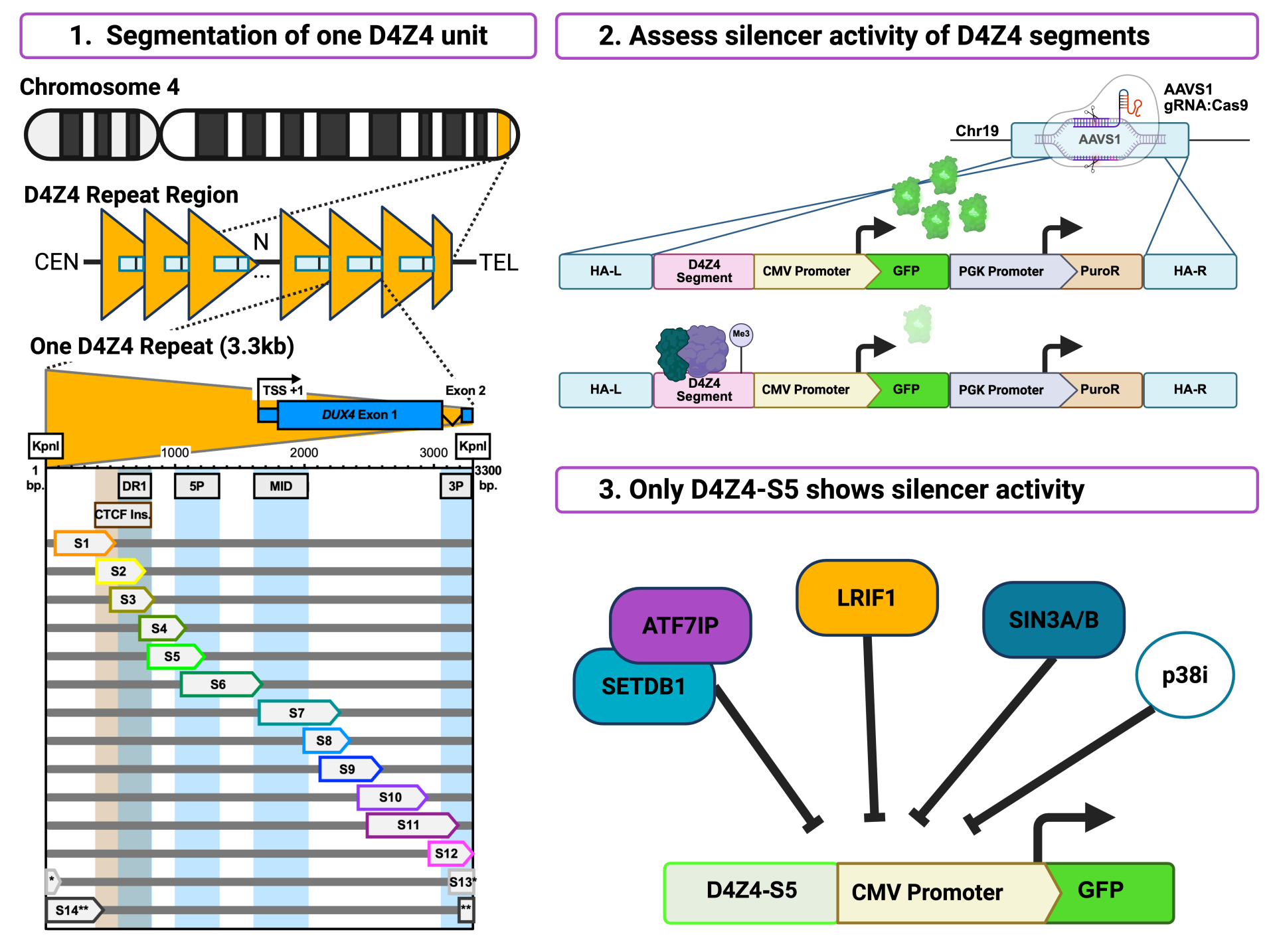 DUX in a row: Exploring genetic repression across the D4Z4 repeat ...