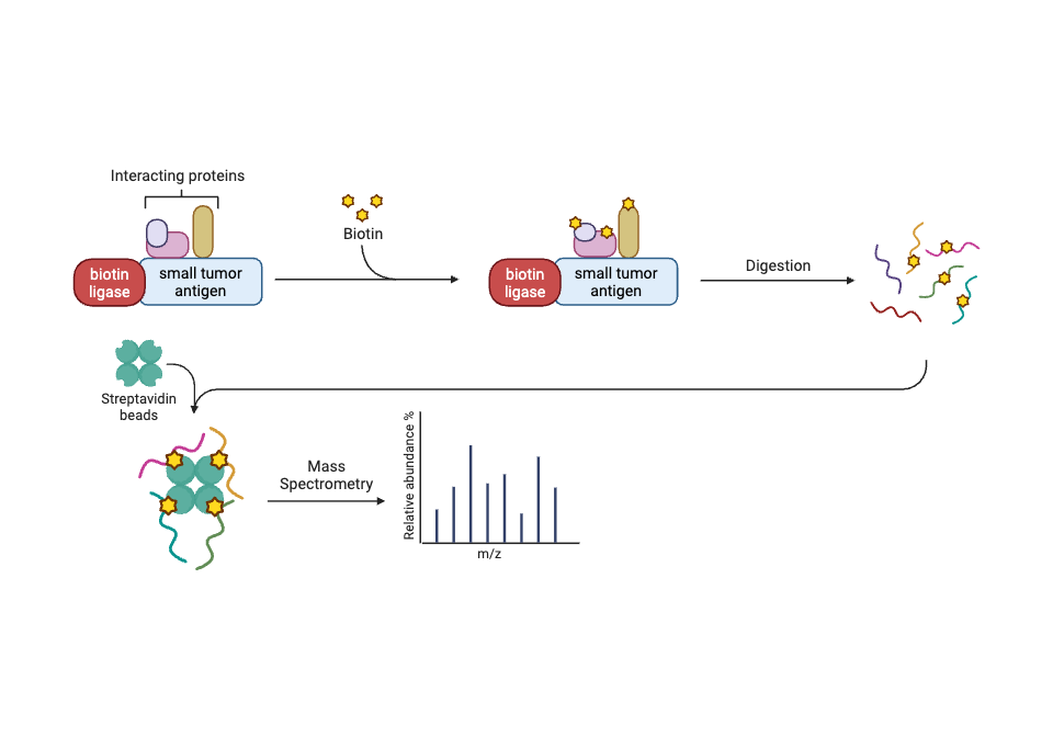 Novel protein interactions provide hints about cellular origins for ...
