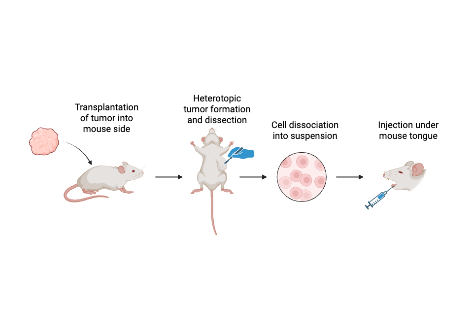 New models for patient-derived head and neck cancers | Fred Hutchinson ...