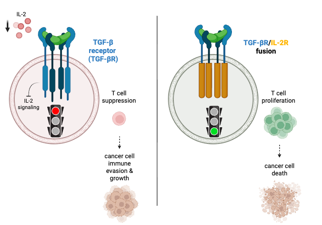 (TGF)Bait and Switch: Rewiring suppression into T cell power - Fred Hutch