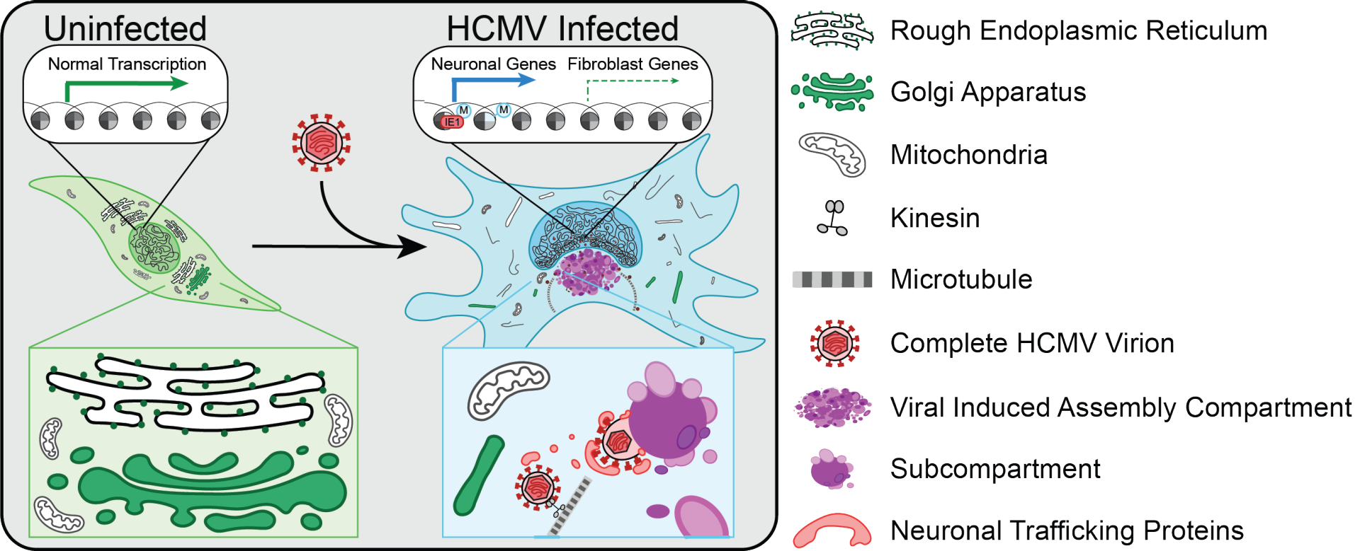 Brain trust: HCMV hijacks host chromatin to induce dormant neuronal ...