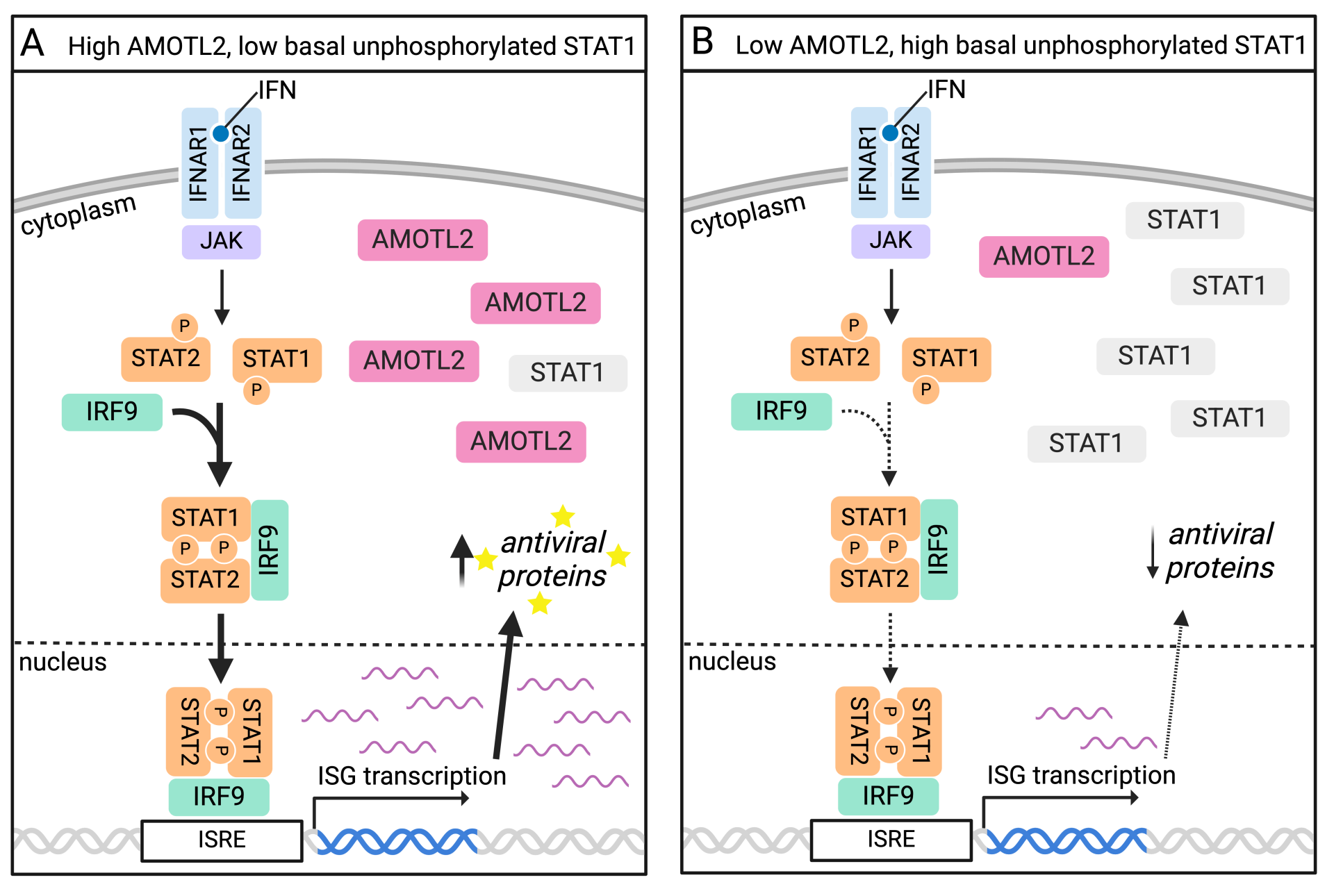 AMOTL2 multitasks to control cell growth and Zika virus infection ...