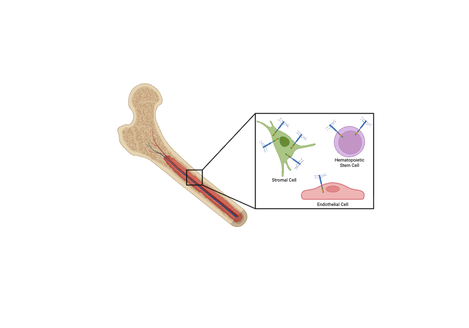 bone marrow cell drawing