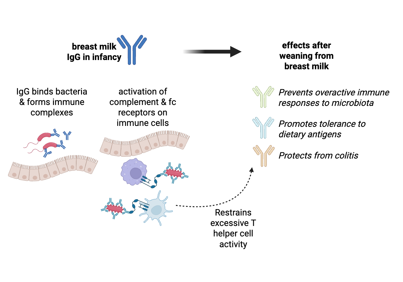More than nutrition: How breast milk IgG trains infant immunity
