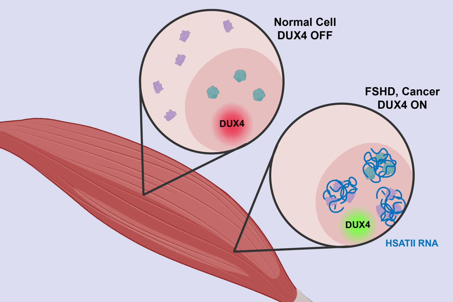 RNA accumulation turns an essential embryonic gene against muscle
