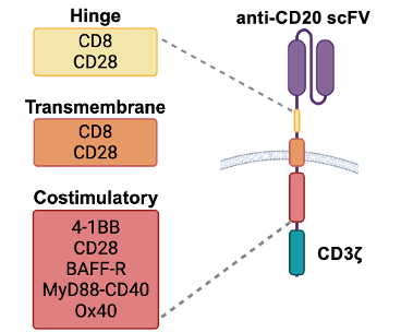 Made to last: engineering durable CAR-T cells