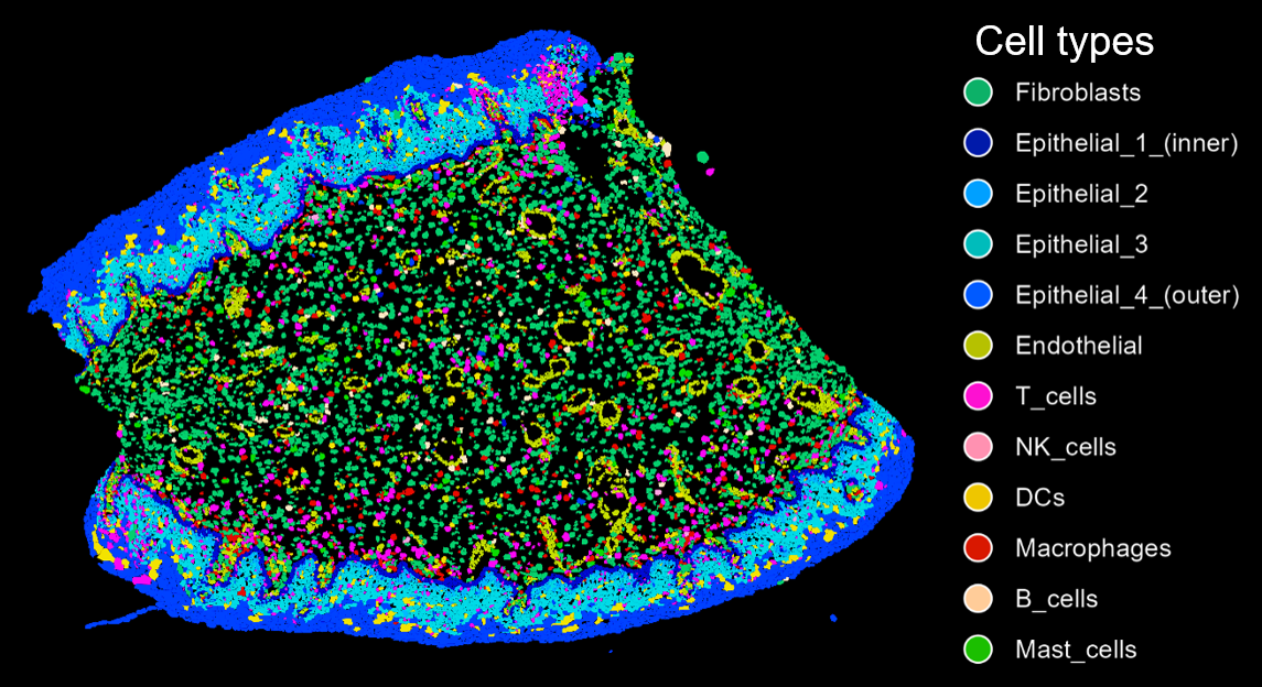 Hidden reactivation, active immunity: Mapping the immune response to HSV-2