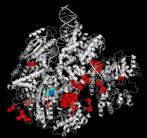 A swing and a swing and a hit: DNA control of RecBCD conformation and ...
