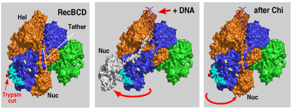 A swing and a swing and a hit: DNA control of RecBCD conformation and ...
