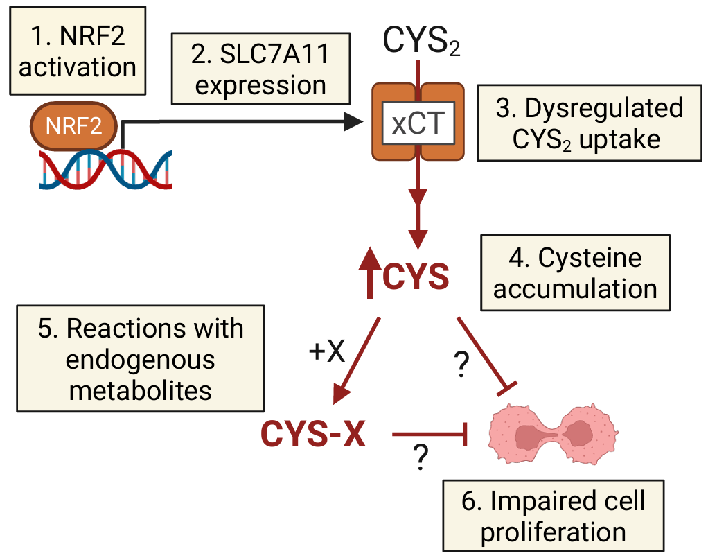 Excess cystine uptake reveals a metabolic vulnerability in NRF2-driven ...