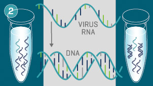 How Scientists Test for COVID-19 - Fred Hutch