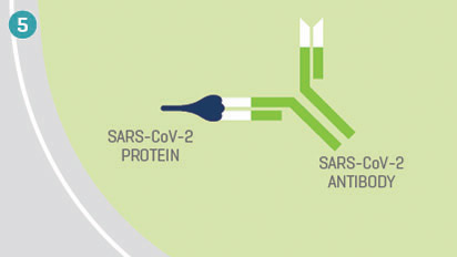 How Scientists Test for COVID-19 | Fred Hutchinson Cancer Center