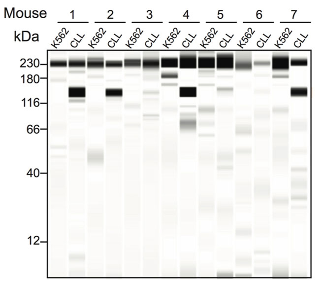 Antibody Technology: Characterization Services | Fred Hutchinson Cancer ...